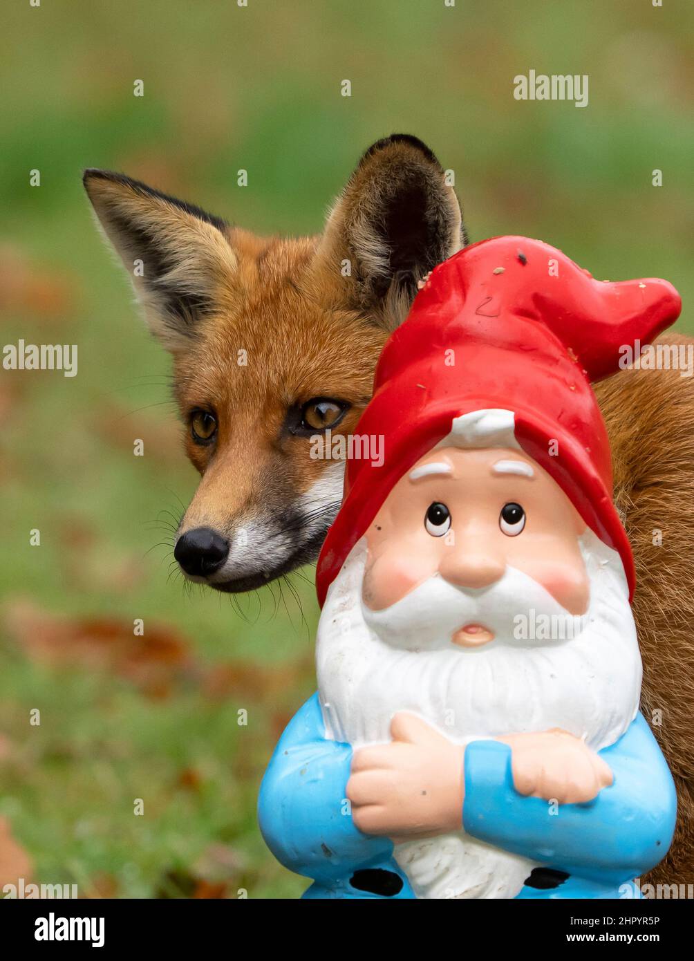 Red fox (Vulpes vulpes) standing behind a garden Gnome Stock Photo - Alamy