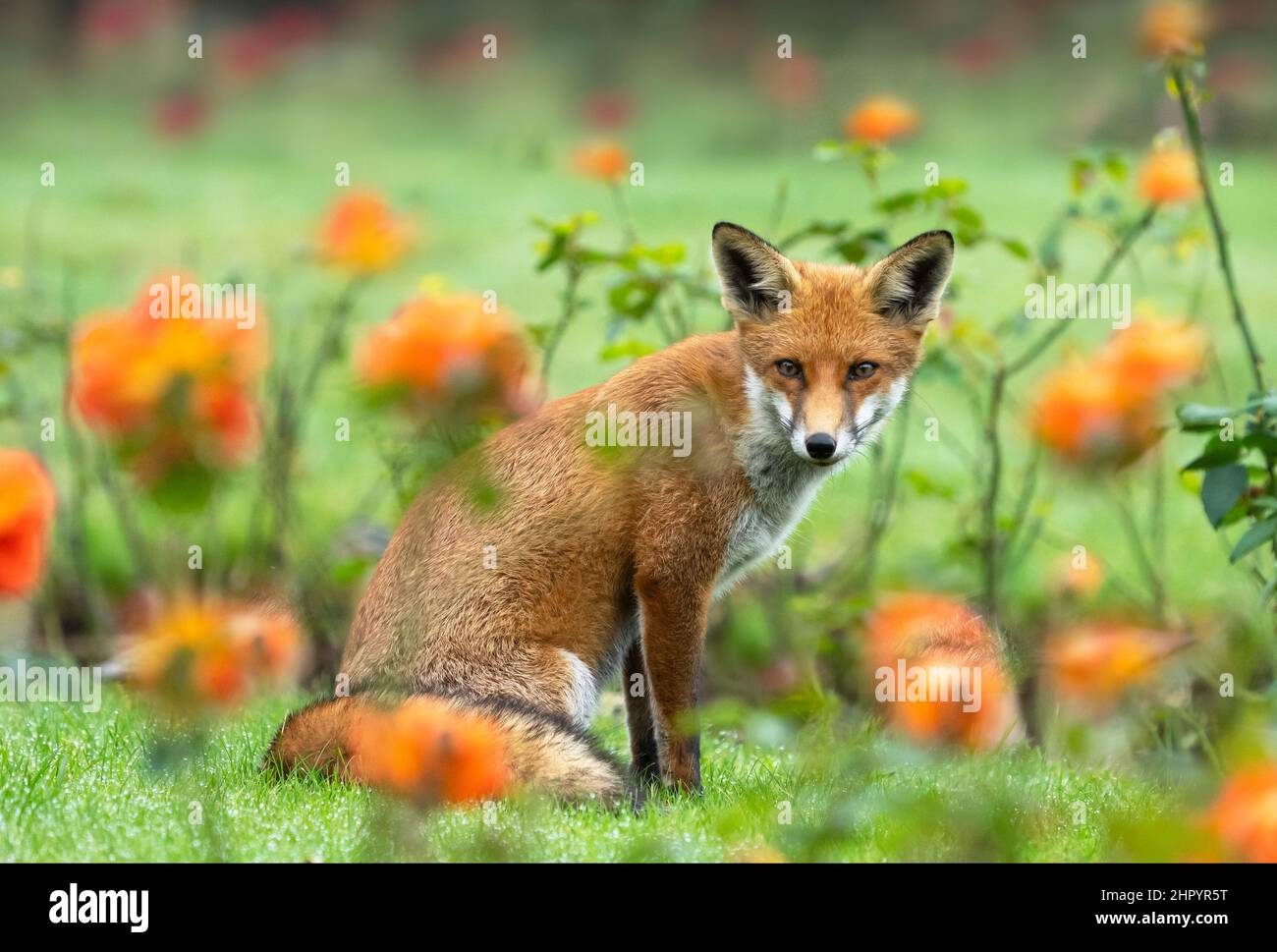 Red fox (Vulpes vulpes) standing amongst roses, England Stock Photo - Alamy