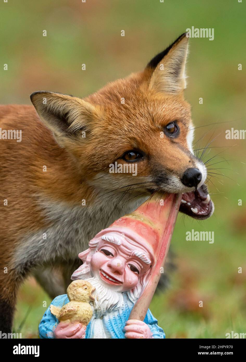 Red fox (Vulpes vulpes) chewing the head of a garfen gnome, England ...