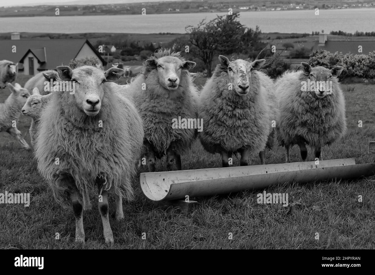 Picture of four sheep Stock Photo - Alamy