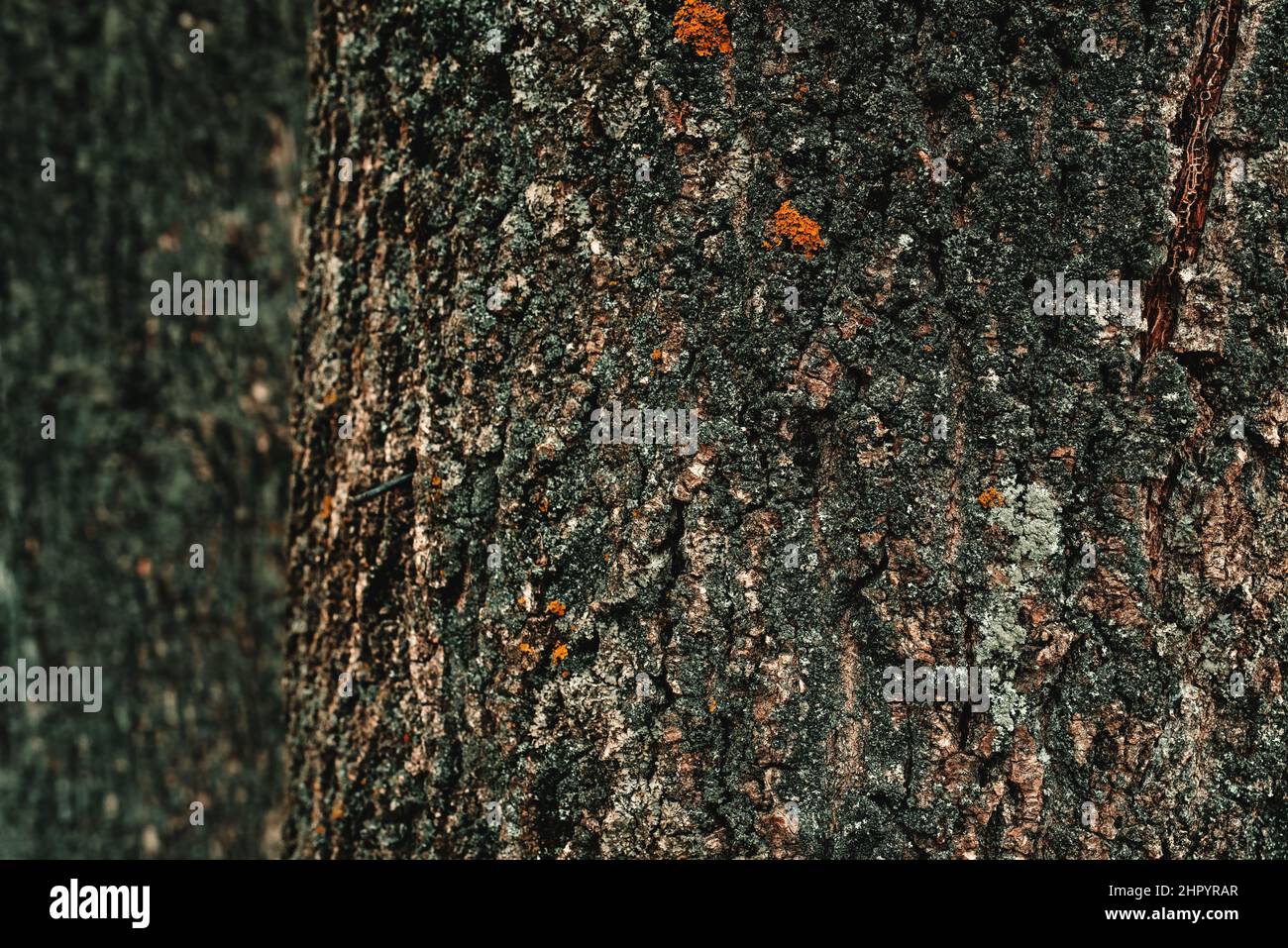 Tree bark texture as background, unique old tree skin layer Stock Photo ...