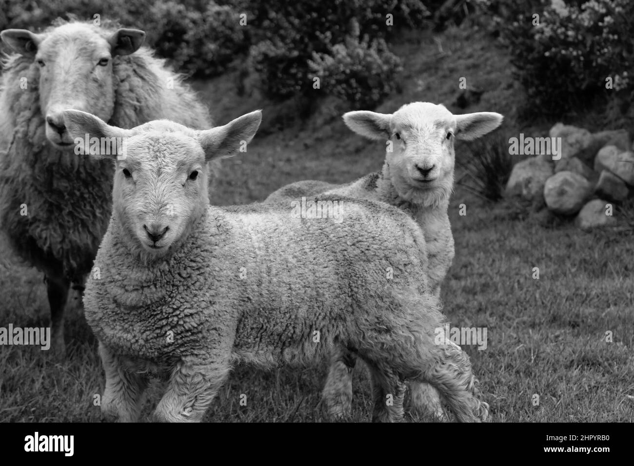 Two lambs looking at the camera Stock Photo - Alamy
