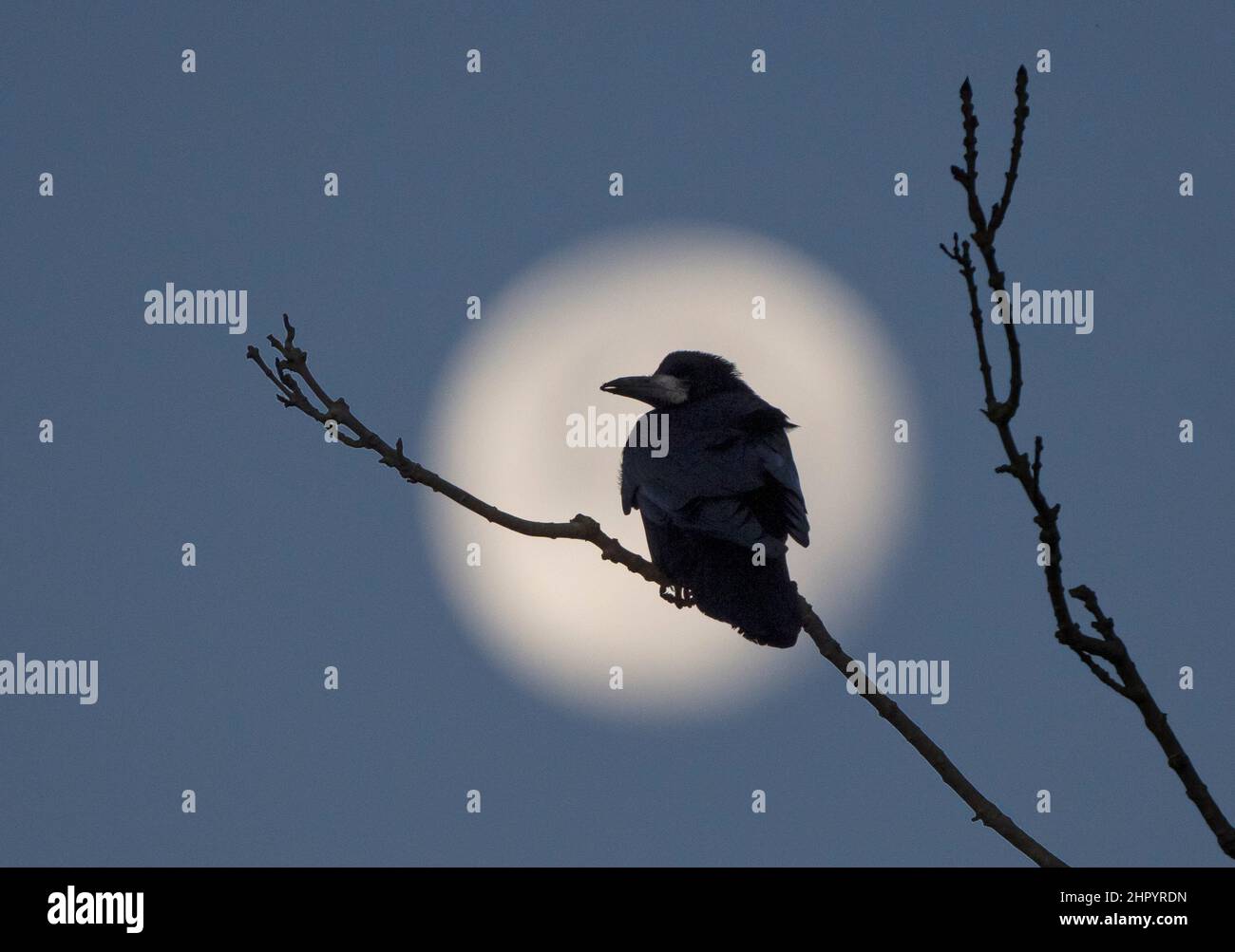 Rook (Corvus frugilegus) silhouette onside the moon, England Stock ...