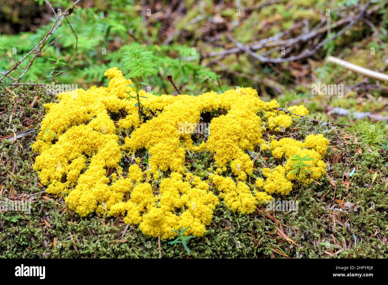 A myxomycete in the rainforest of Vancouver Island. Fuligo septica ...