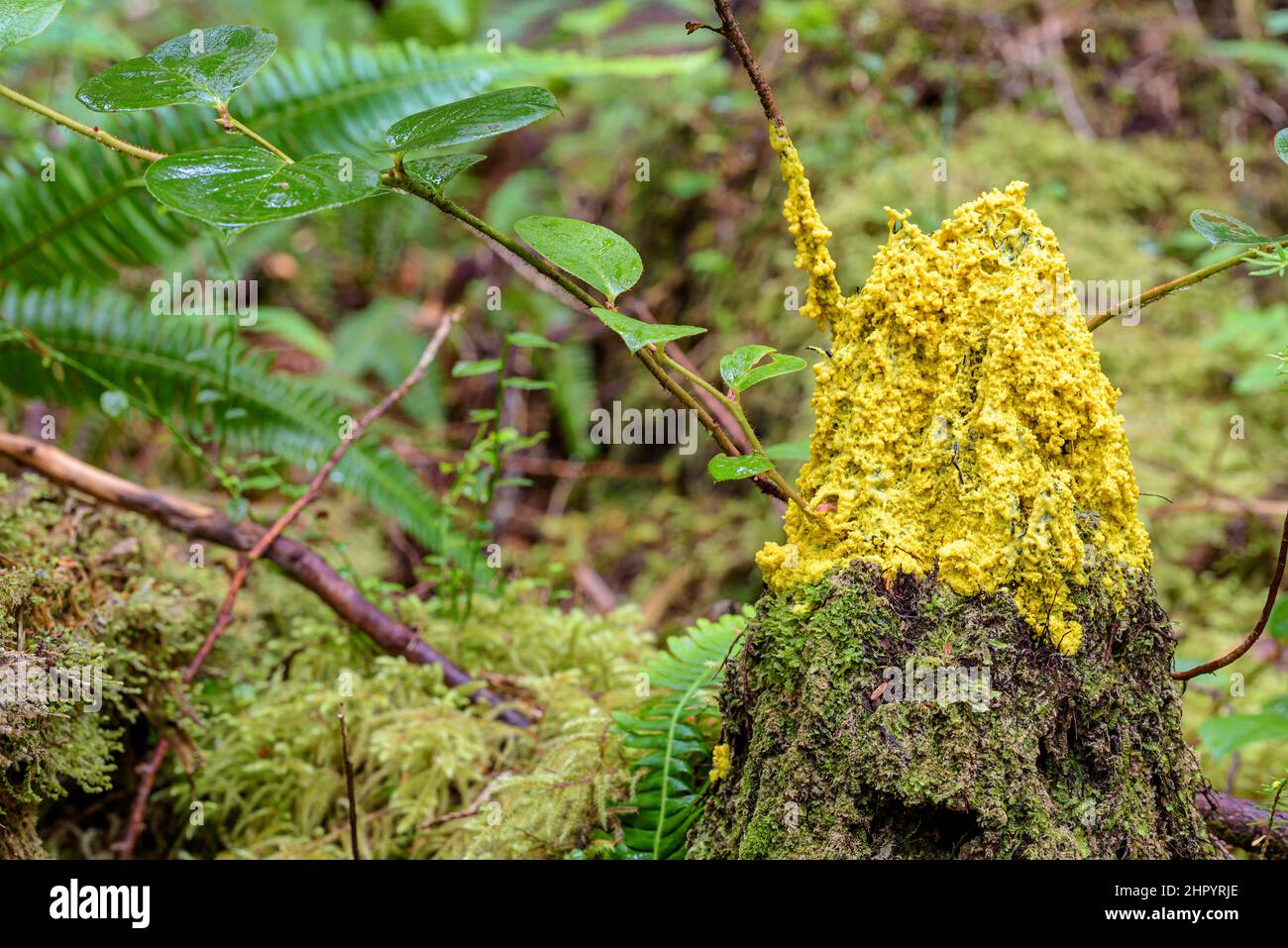 A myxomycete in the rainforest of Vancouver Island. Fuligo septica ...