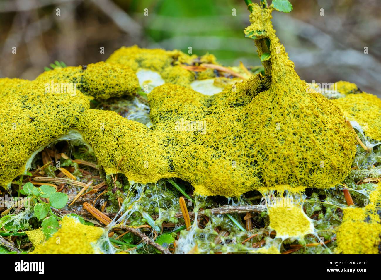 A myxomycete in the rainforest of Vancouver Island. Fuligo septica ...