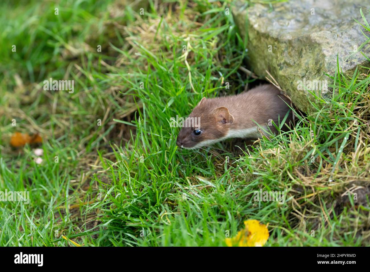 Stoat (Mustela erminea) coming from under a stone, England Stock Photo ...