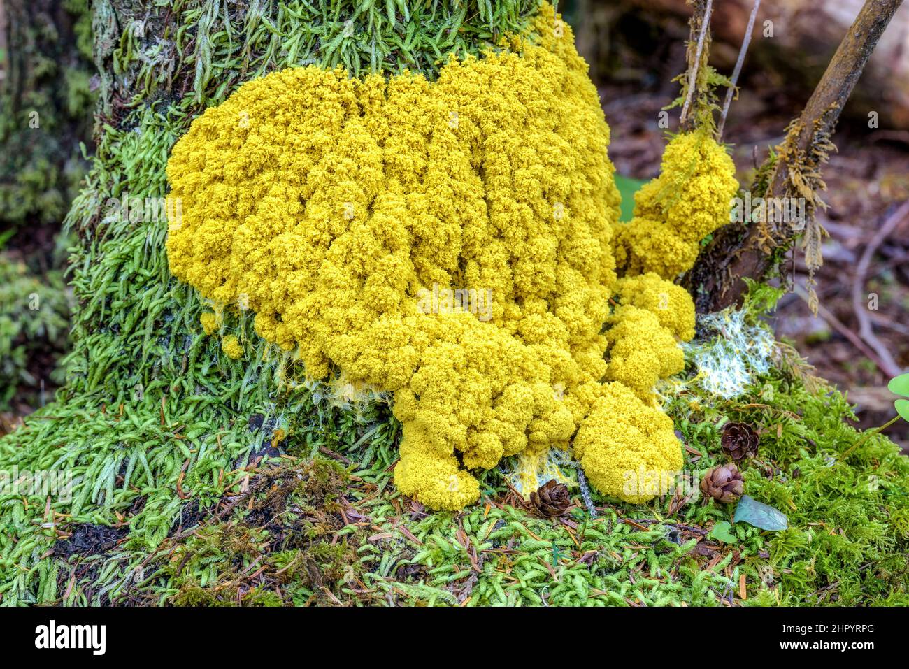 A myxomycete in the rainforest of Vancouver Island. Fuligo septica ...