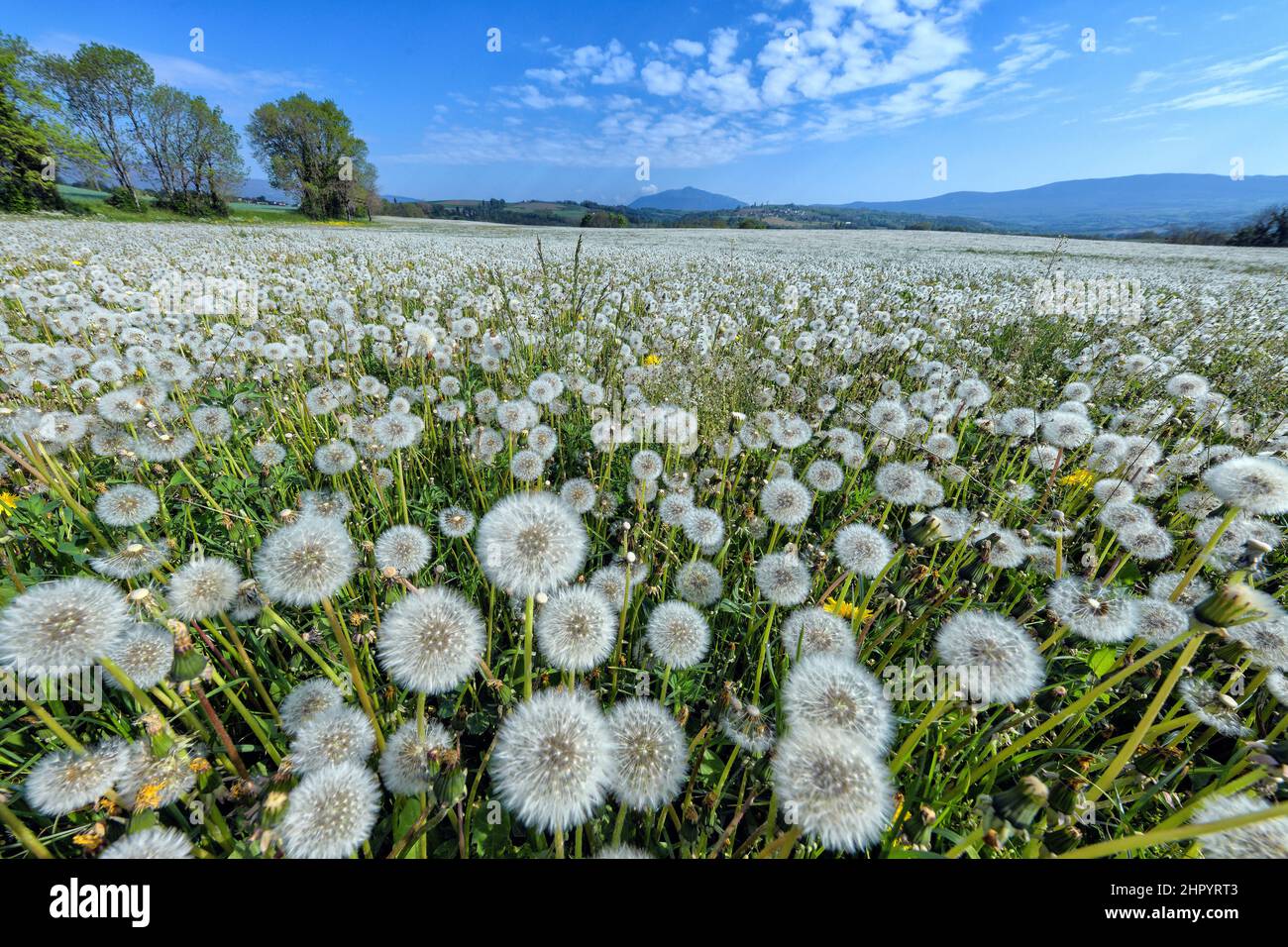 Massive dandelion bloom, Haute Savoie, France Stock Photo - Alamy
