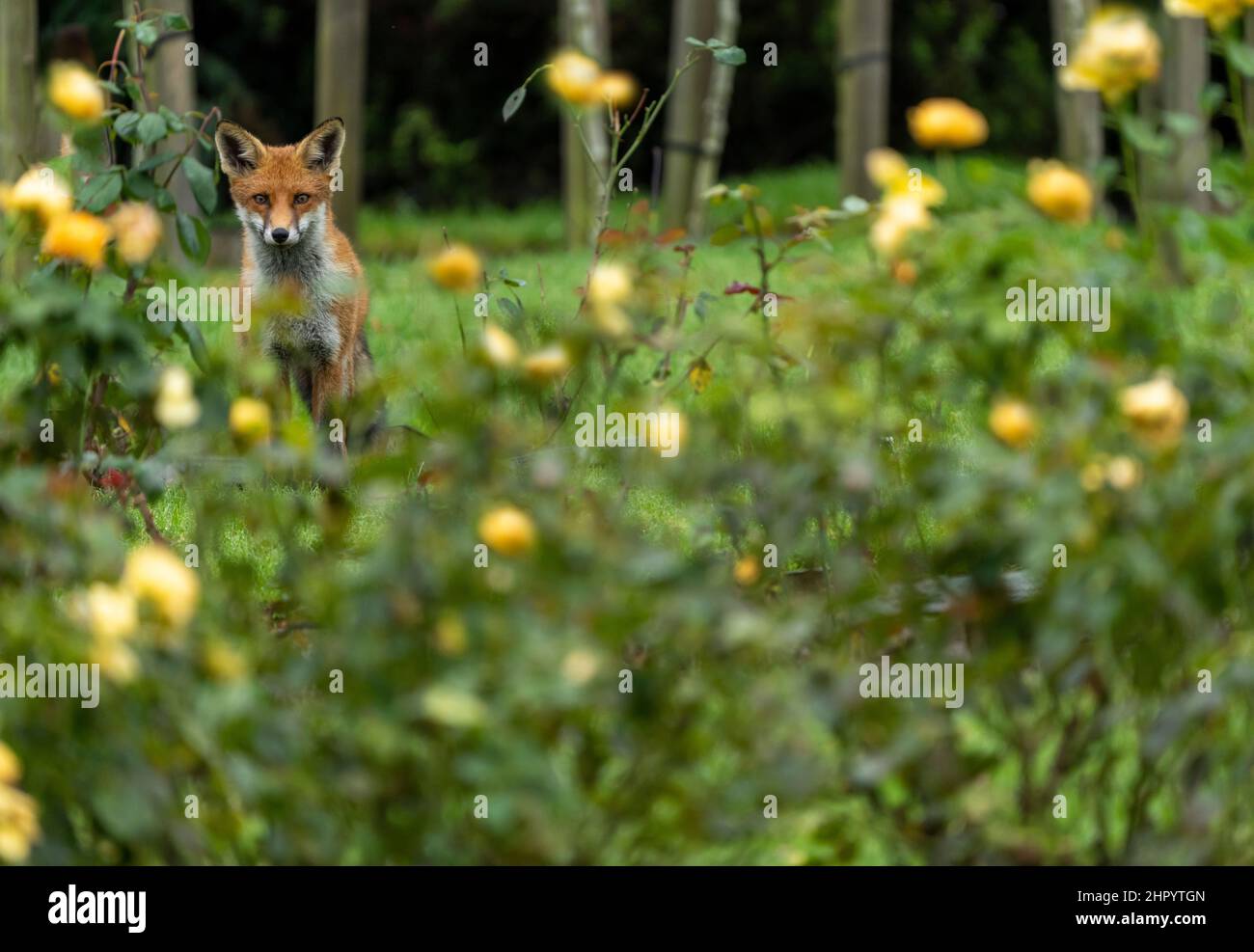 Red fox (Vulpes vulpes) amongst roses, England Stock Photo - Alamy