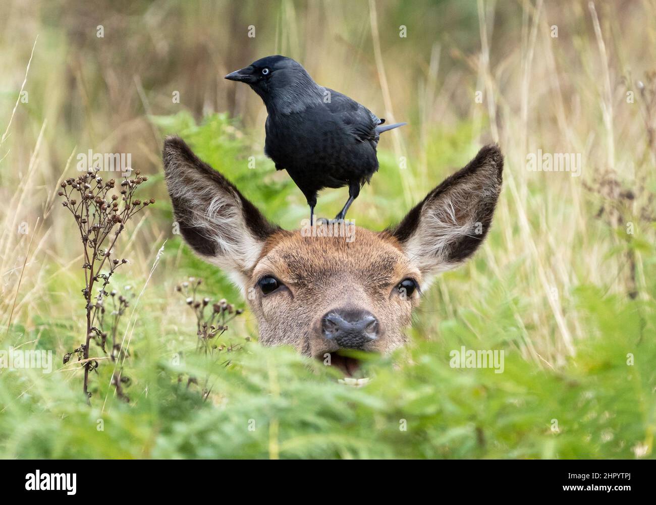 Red deer (Cervus elaphus) hind with a jackdaw (Corvus monedula) perched ...