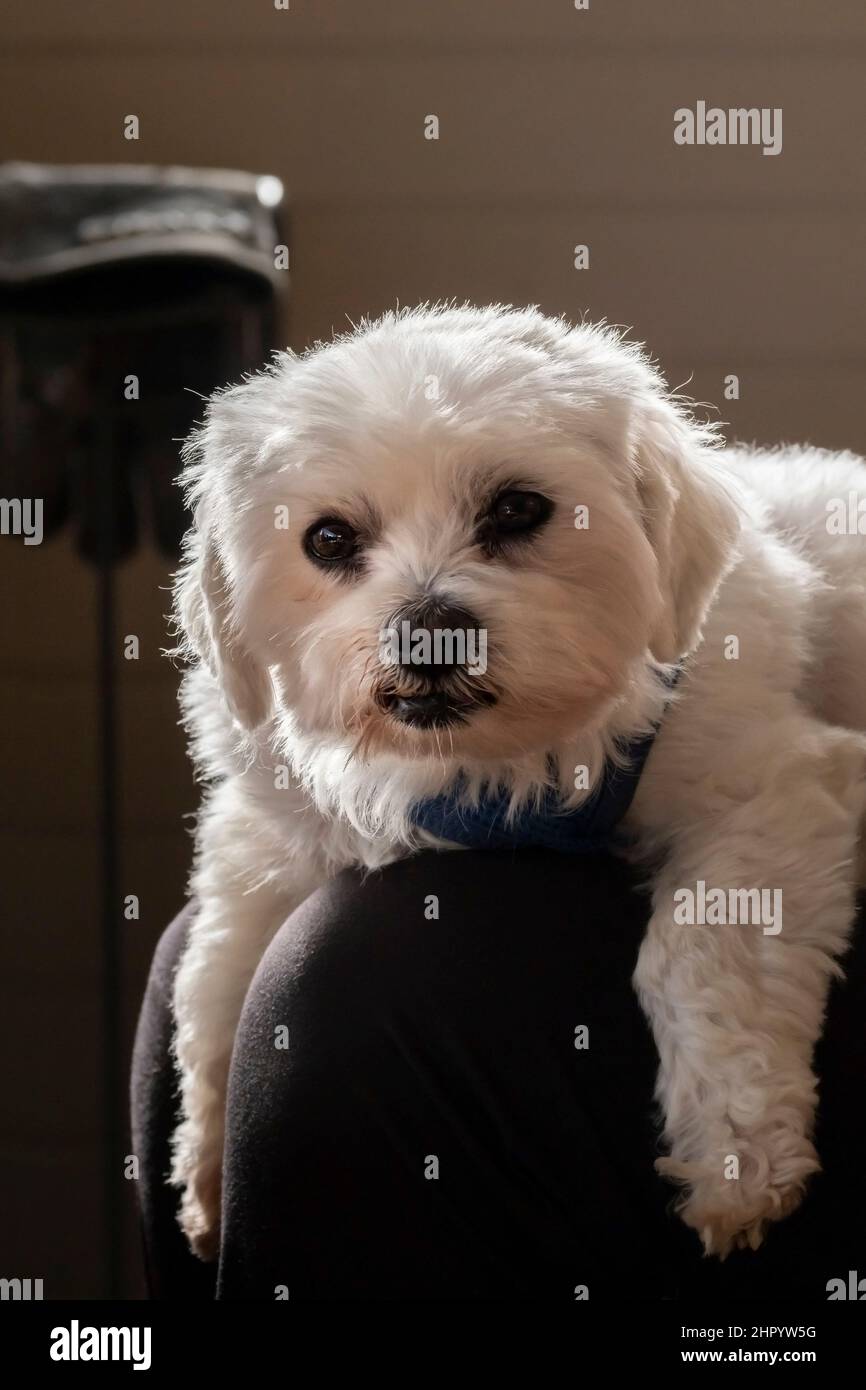 A Maltese Dog sitting on the owners lap Stock Photo - Alamy