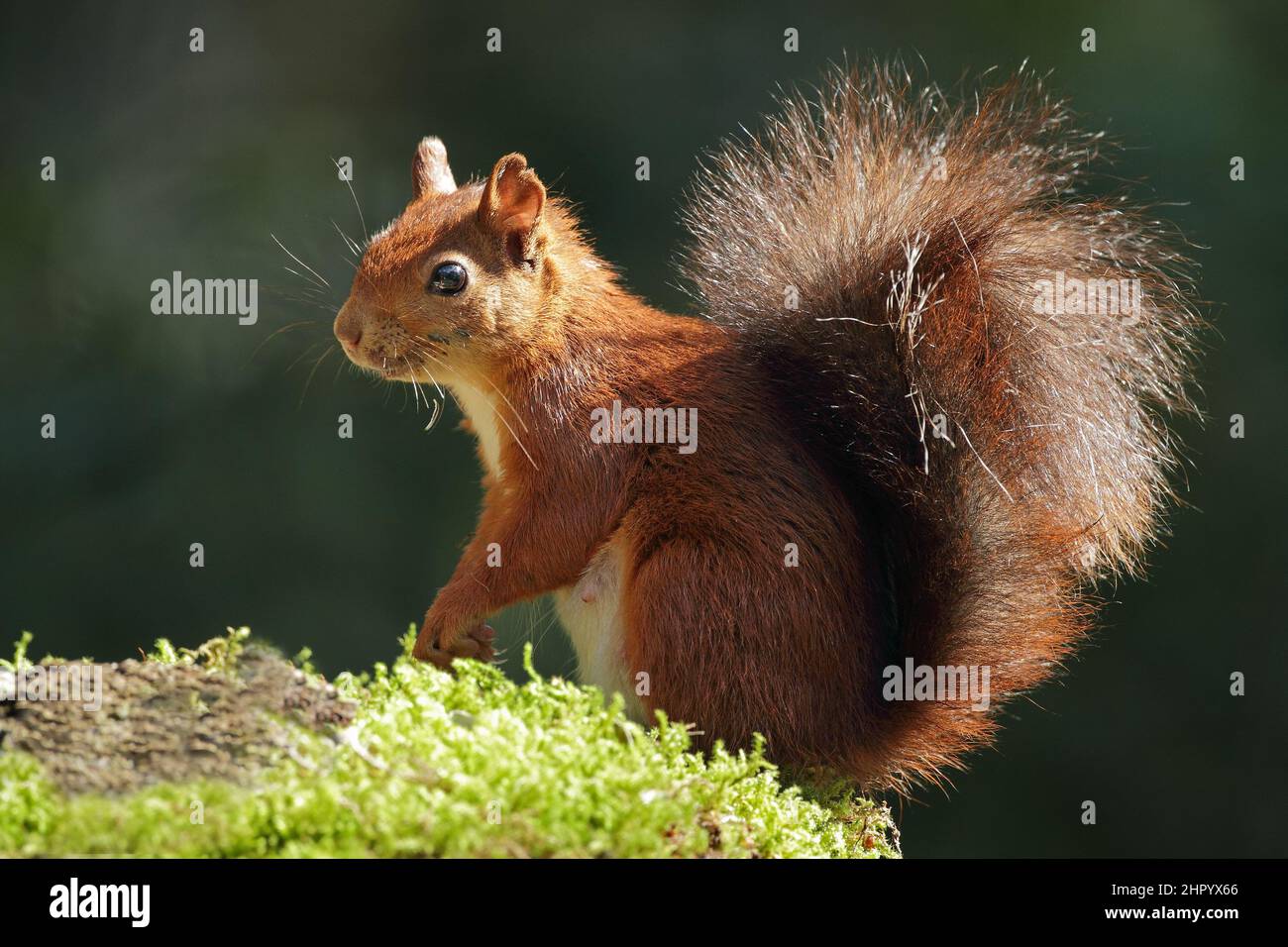 Red Squirrel in a green forest close-by Stock Photo - Alamy