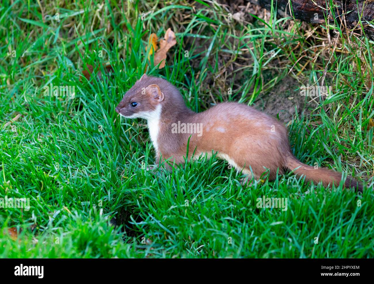 Stoat (Mustela erminea) standing in the grass, Engmand Stock Photo - Alamy