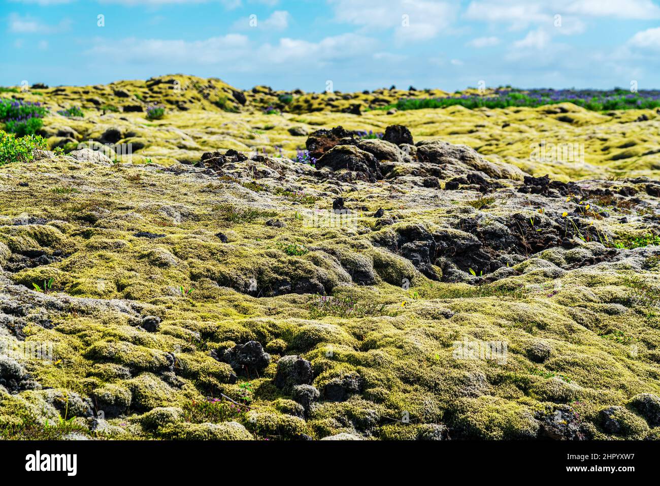 Volcanic lava field covered with green moss in the rural of Iceland ...