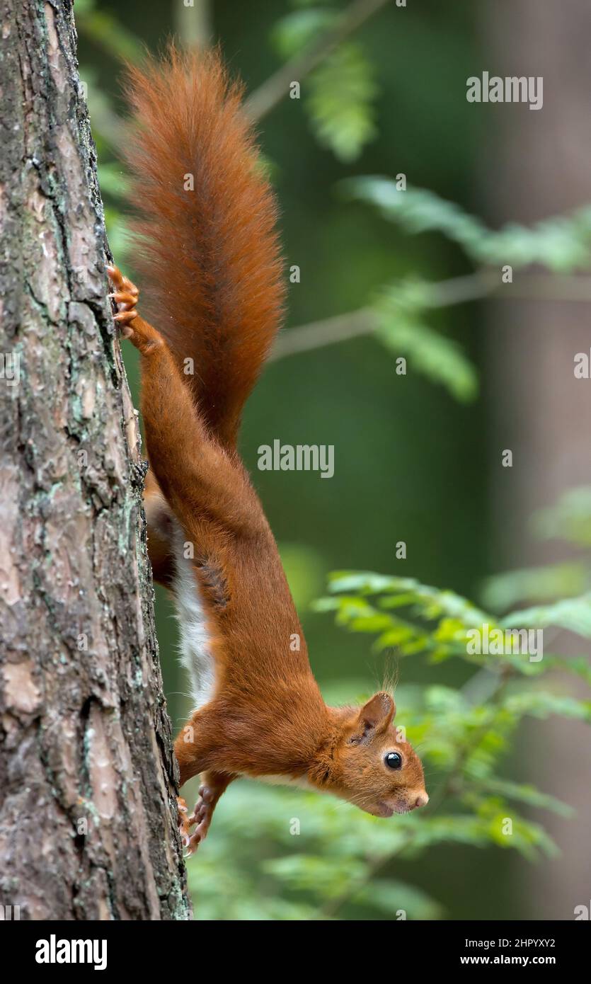 Red Squirrel in a green forest close-by Stock Photo - Alamy