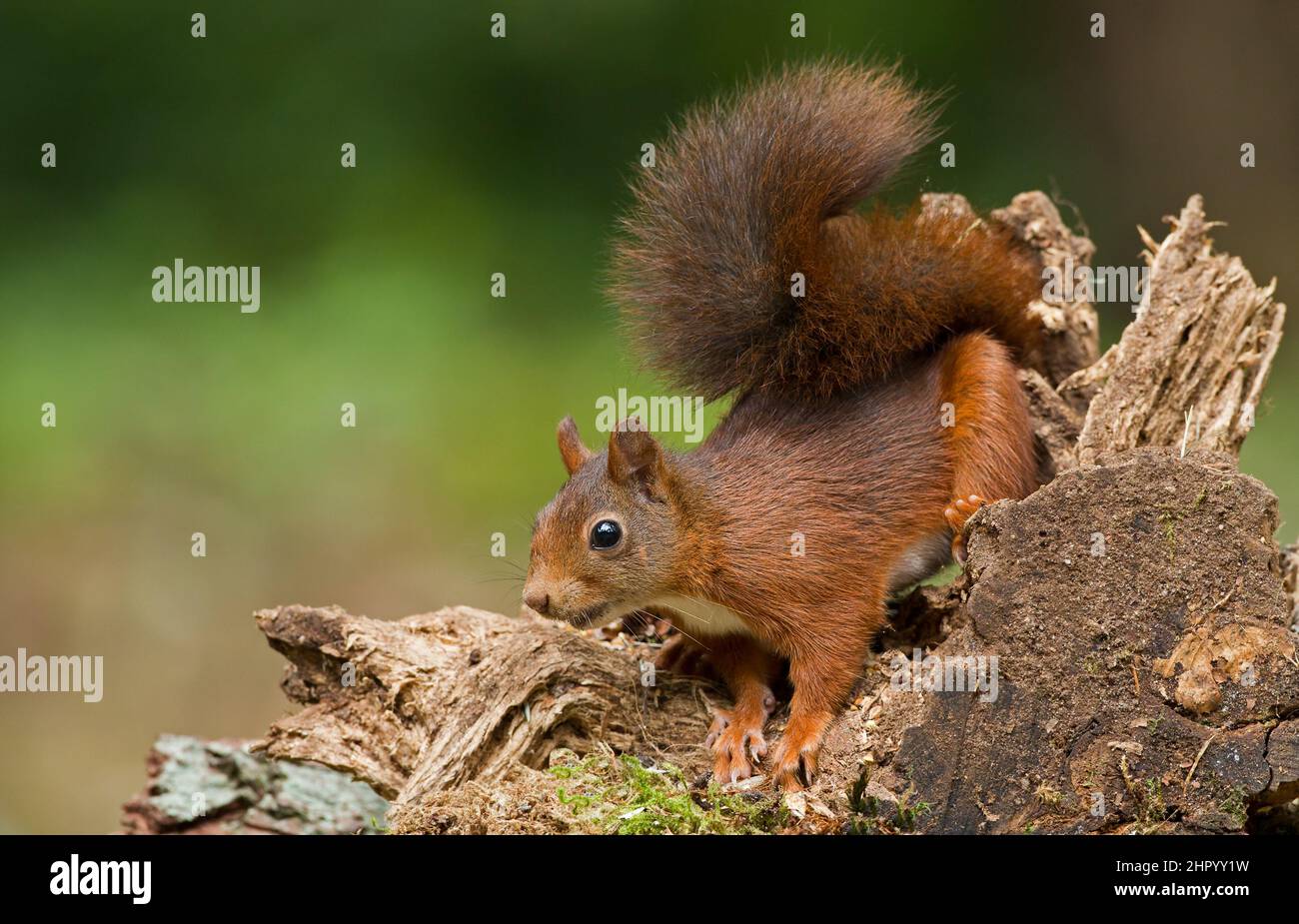 Red Squirrel in a green forest close-by Stock Photo - Alamy