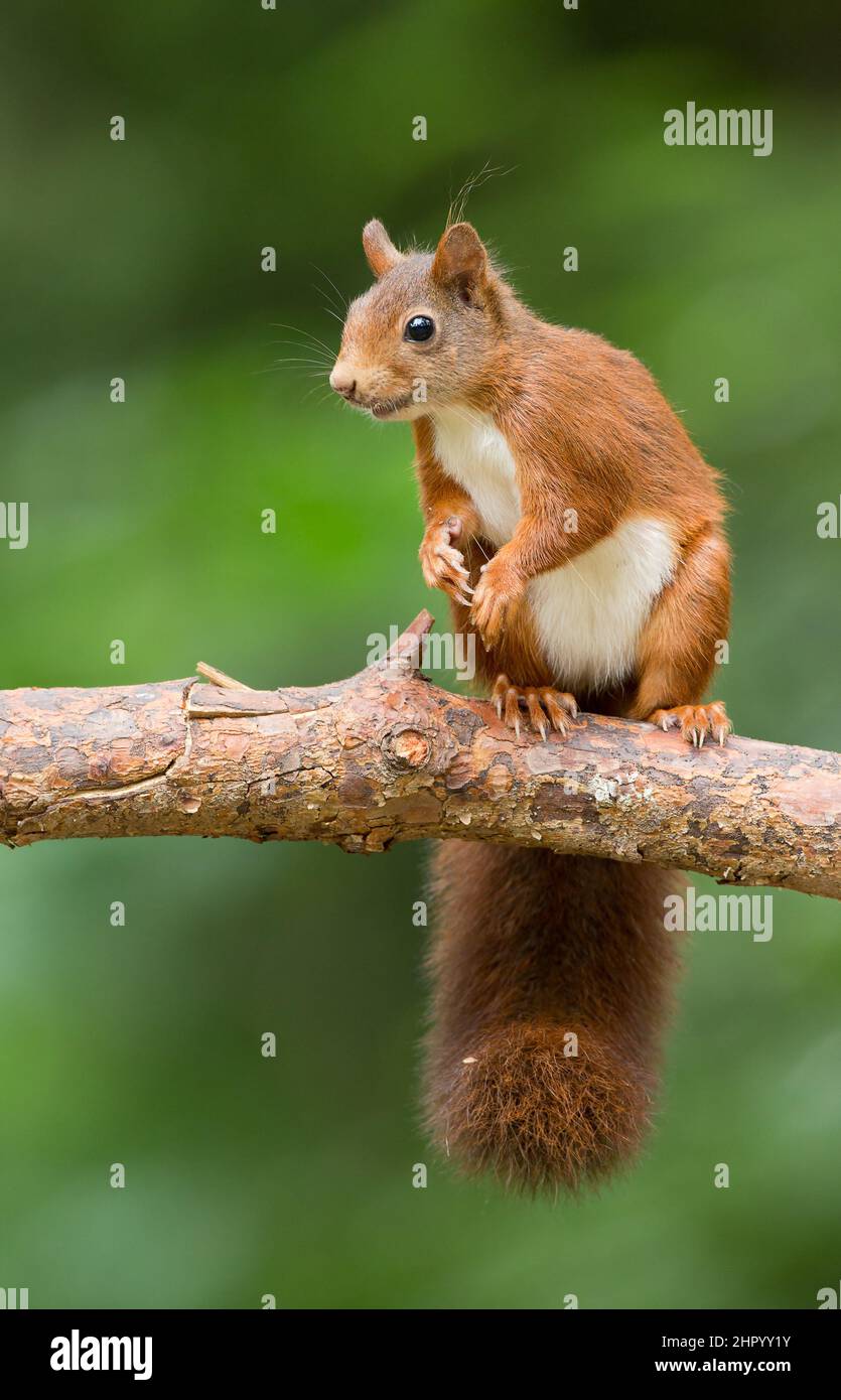 Red Squirrel in a green forest close-by Stock Photo - Alamy