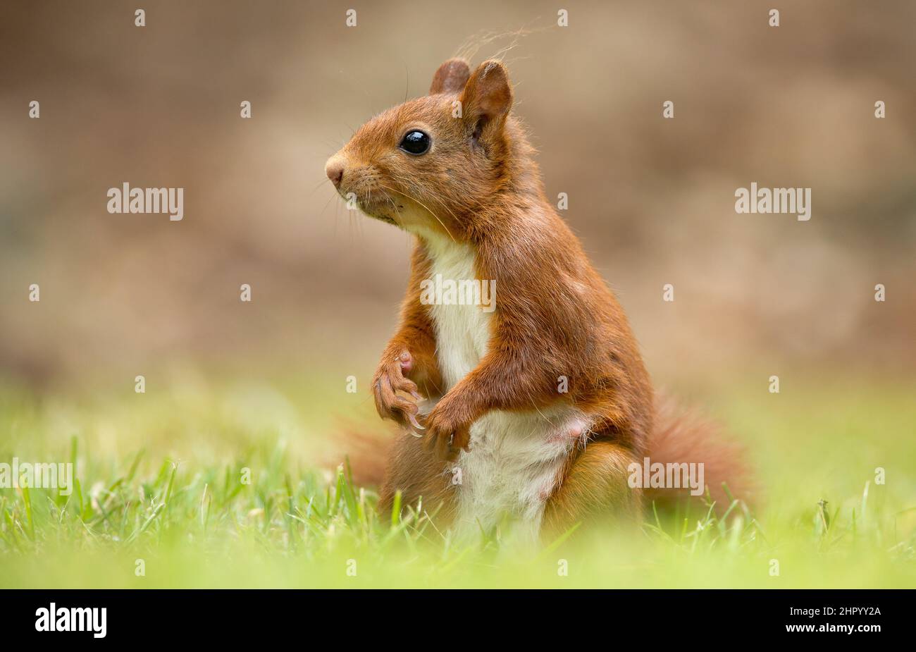 Red Squirrel in a green forest close-by Stock Photo - Alamy
