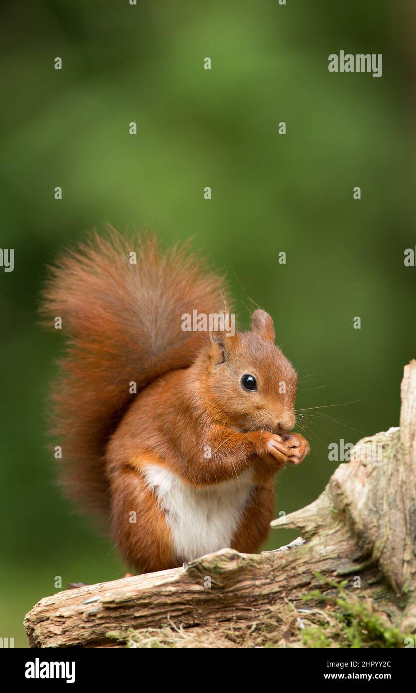Red Squirrel in a green forest close-by Stock Photo - Alamy