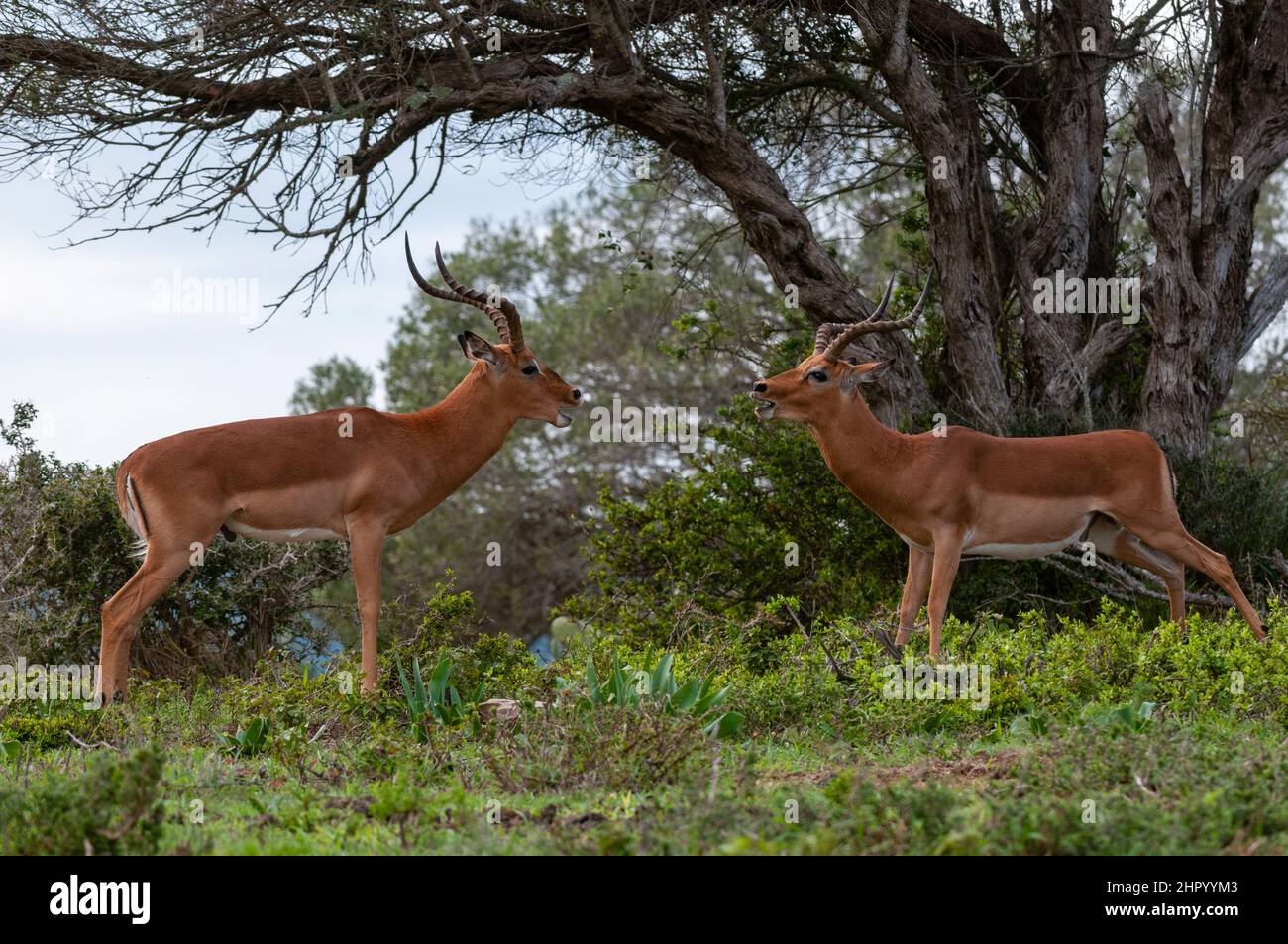 Two impalas, Aepyceros melampus, fighting. Eastern Cape South Africa ...
