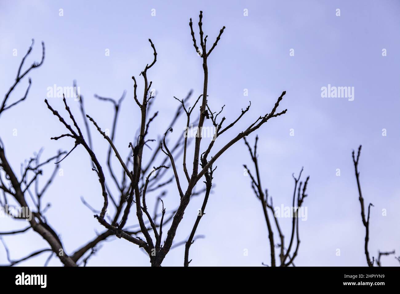 Shadow tree branches in forest, nature and landscape Stock Photo - Alamy
