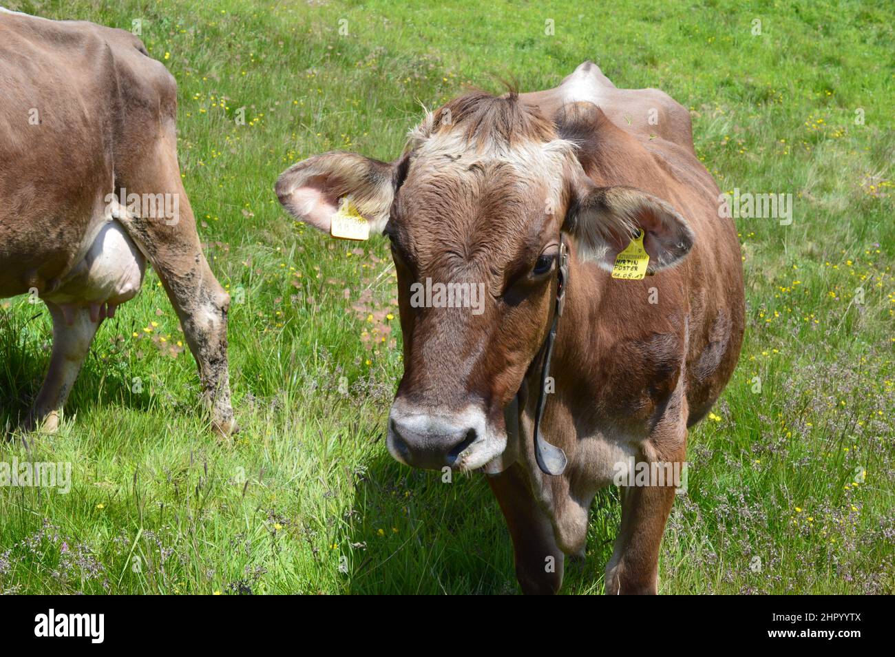 Alto adige alm kuh hi-res stock photography and images - Alamy