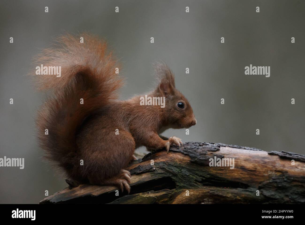 Red Squirrel in a green forest close-by Stock Photo - Alamy