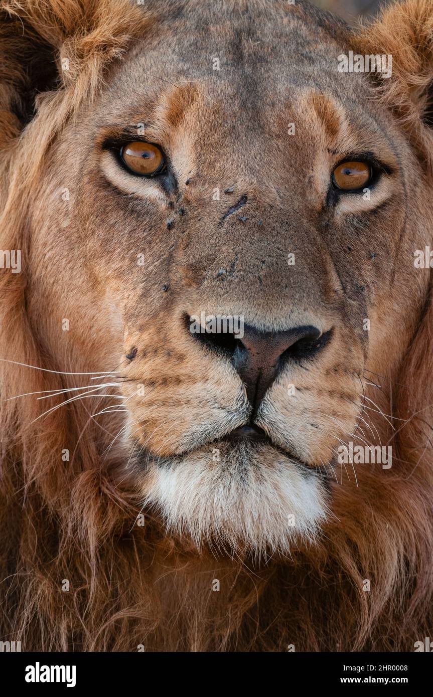 Close up portrait of a male lion, Panthera leo. Chief Island, Moremi ...