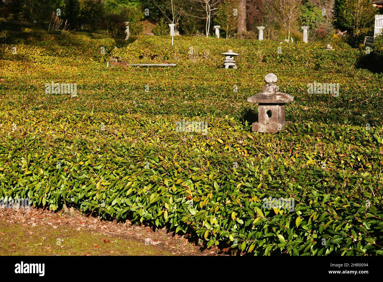 Switzerland ticino ascona tea plantation hi-res stock photography and ...