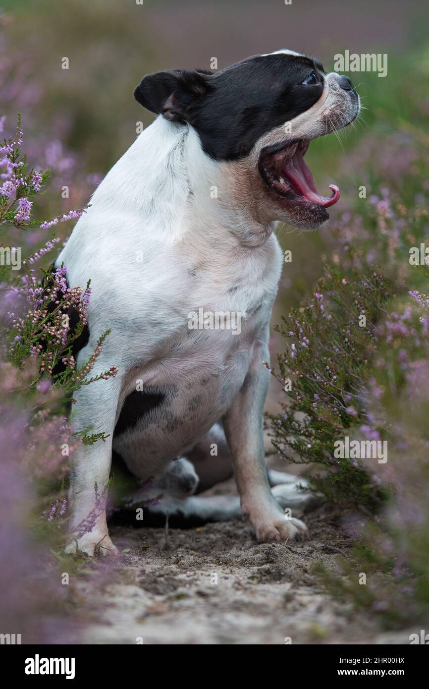 Boston terrier dog in heather landscape Stock Photo - Alamy
