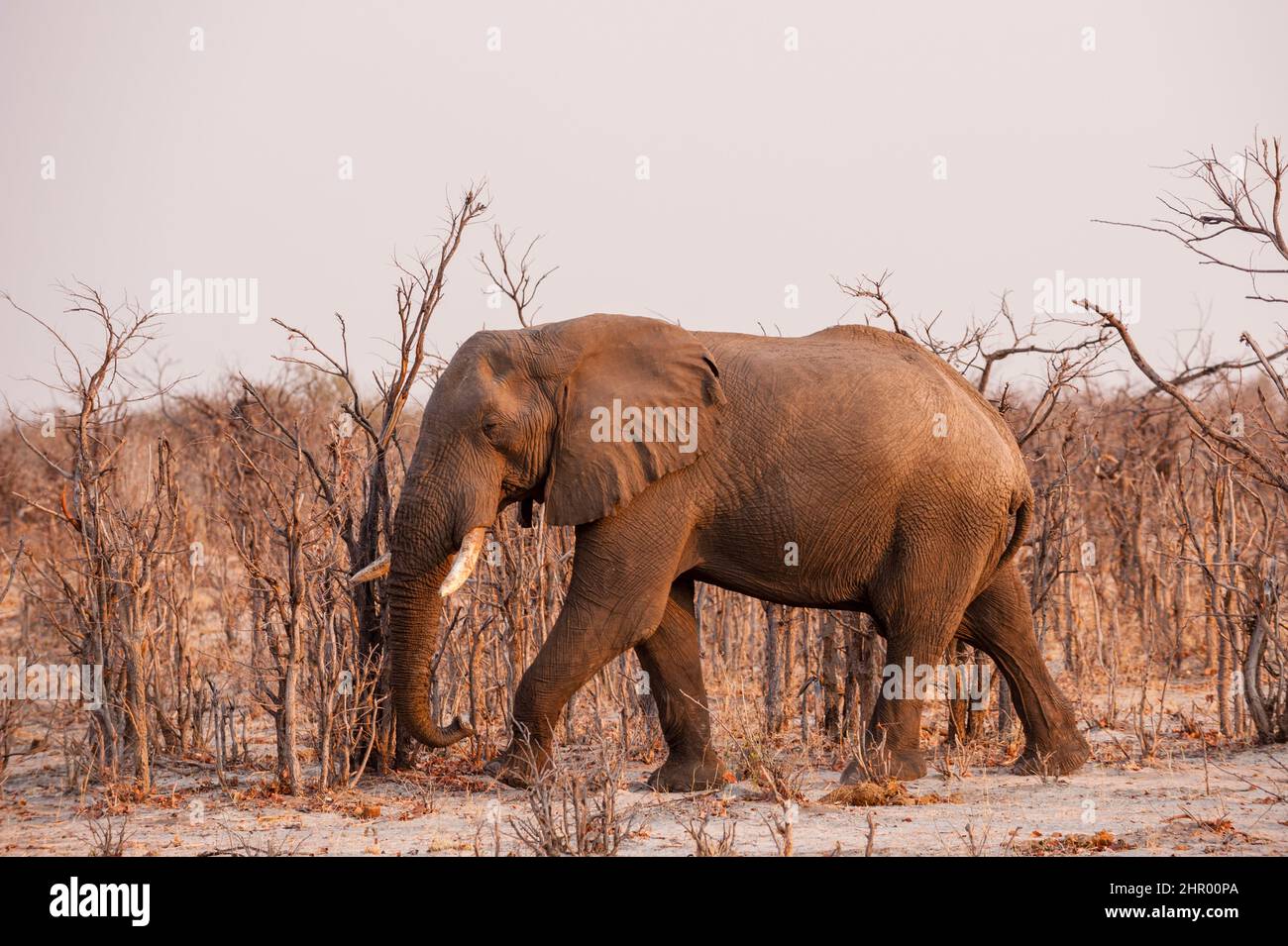 Denuded trees hi-res stock photography and images - Alamy