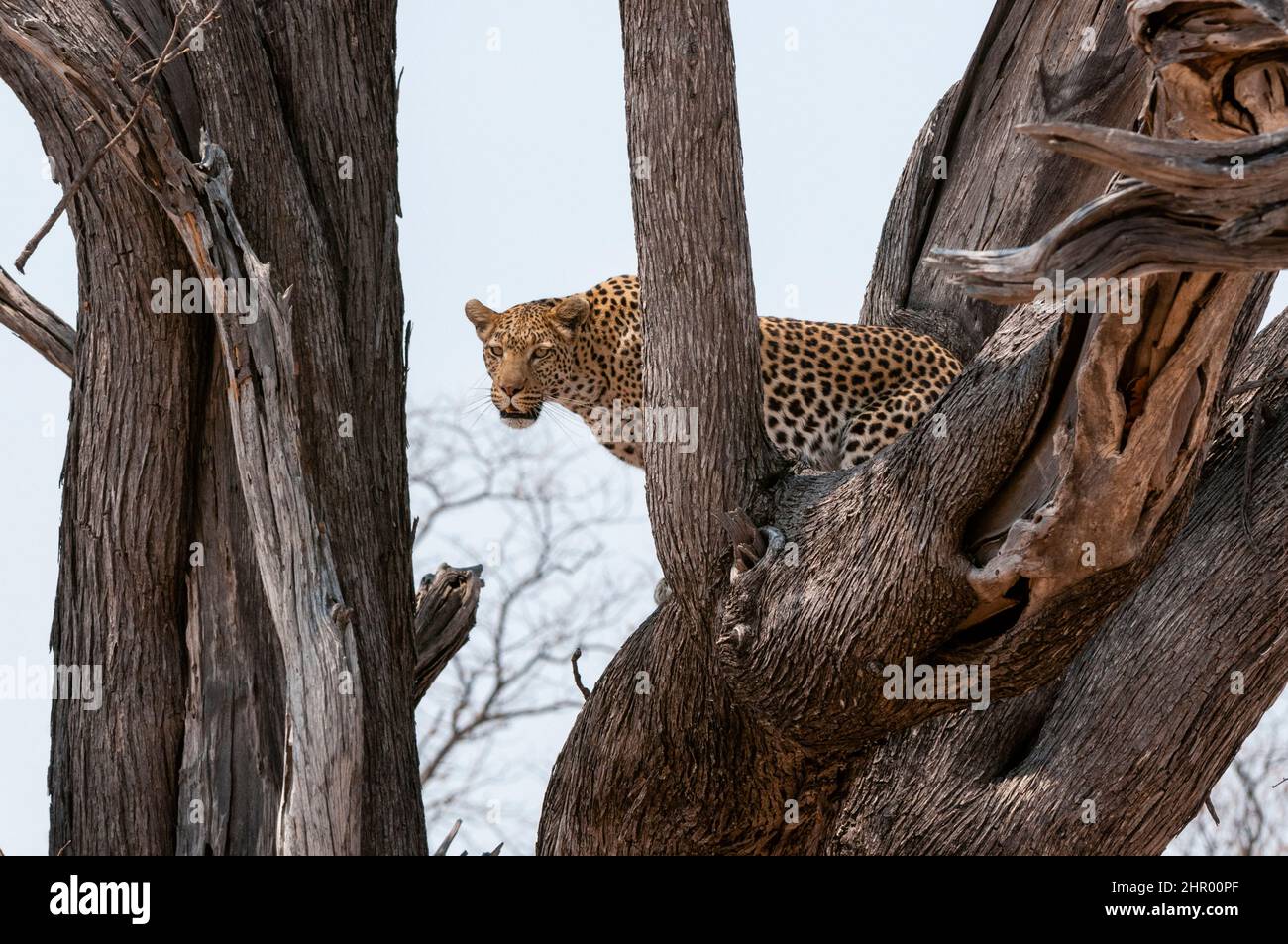 Leopard between trees hi-res stock photography and images - Alamy