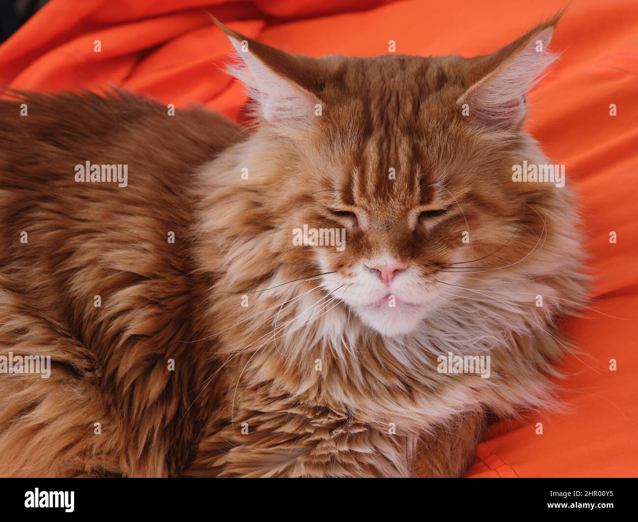 A sleeping red Maine coon cat lying on an orange bean bag chair. Close ...