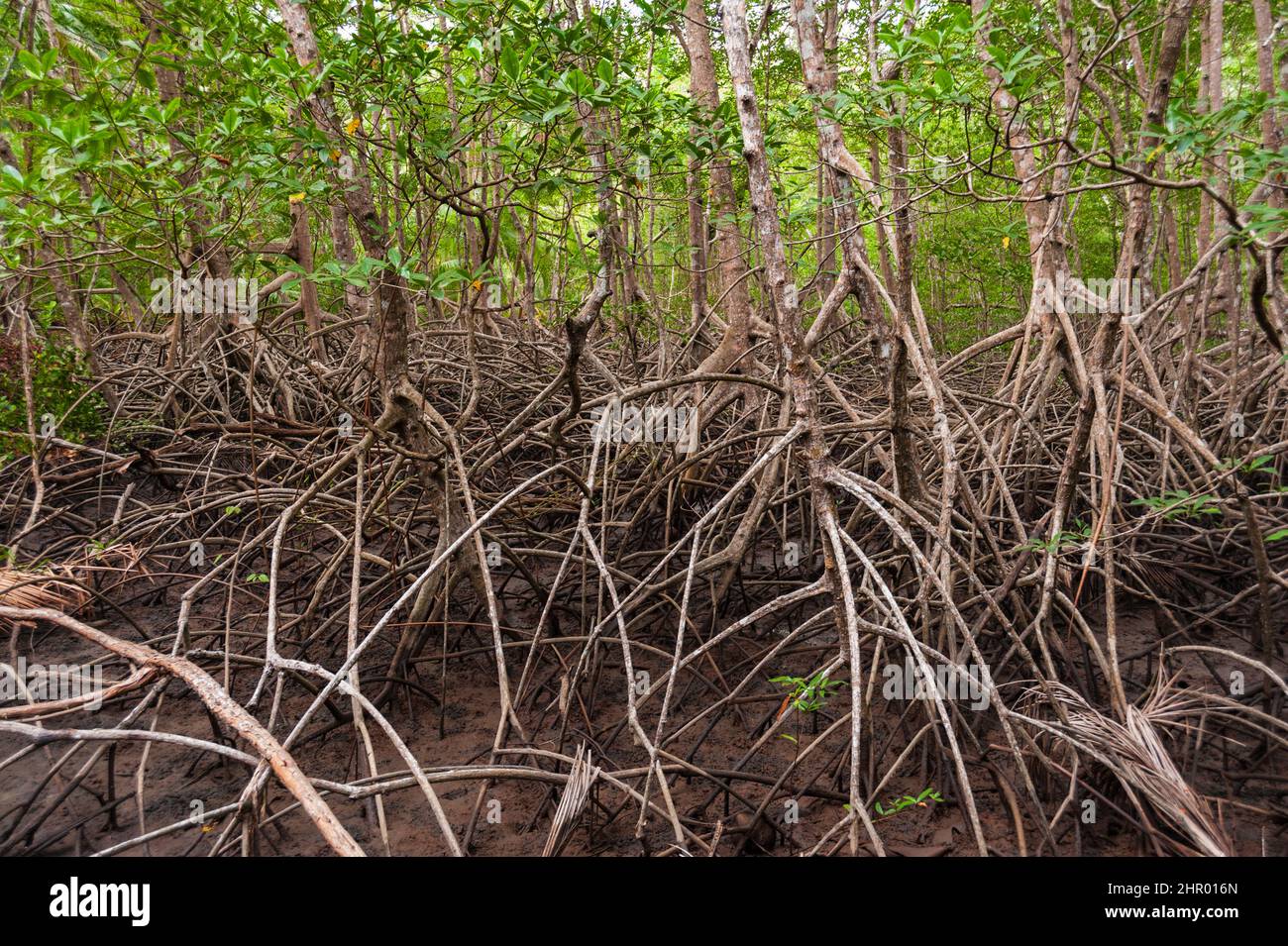 A red mangrove forest, Ryzophora mangle. Curu Wildlife Reserve, Costa ...