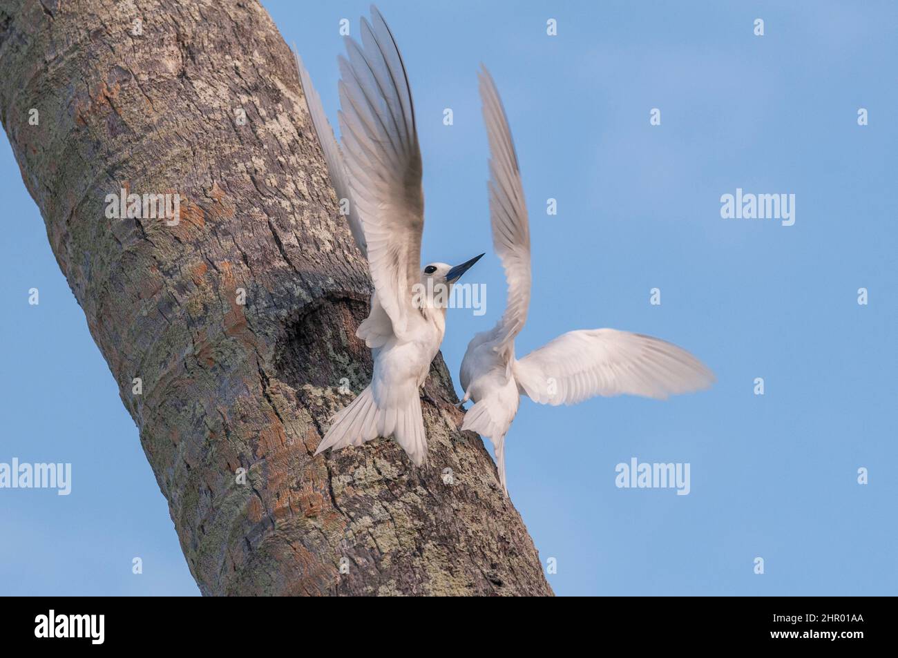 Two common white or fairy terns, Gygis alba, flying about a tree trunk ...