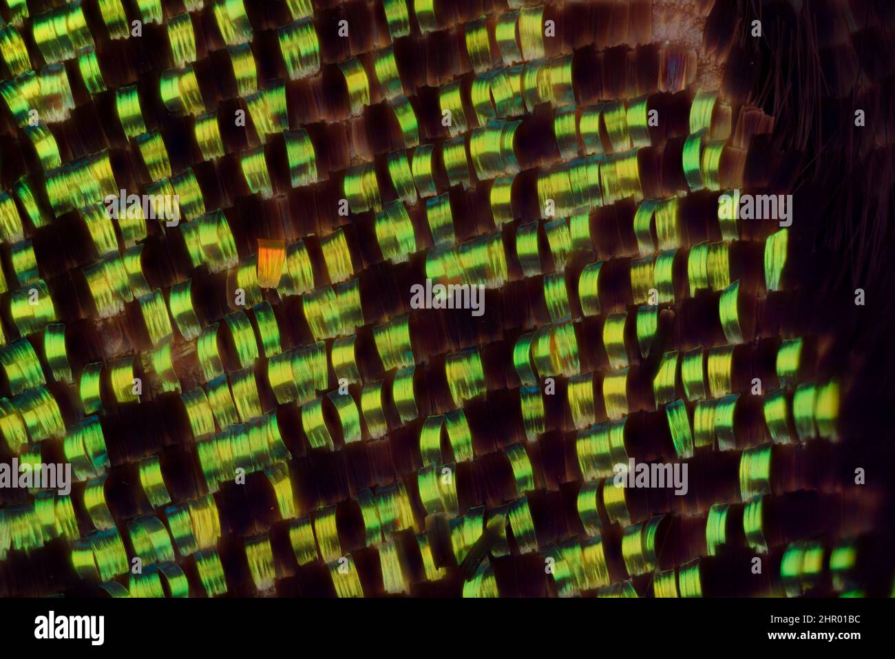 Madagascan sunset moth (Chrysiridia rhipheus) scales Stock Photo - Alamy