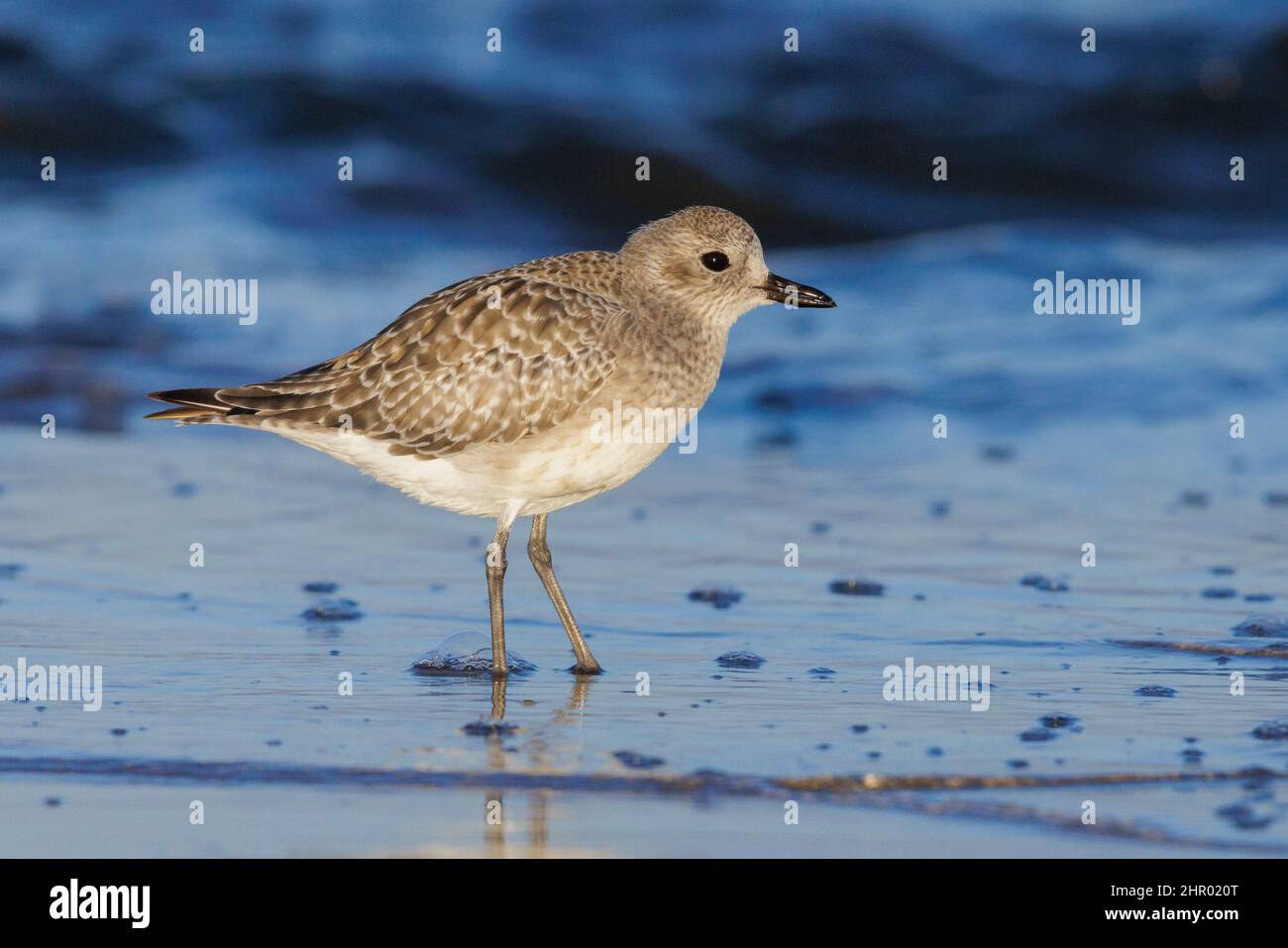 Grey Plover (Pluvialis squatarola), side view of an adult in winter ...