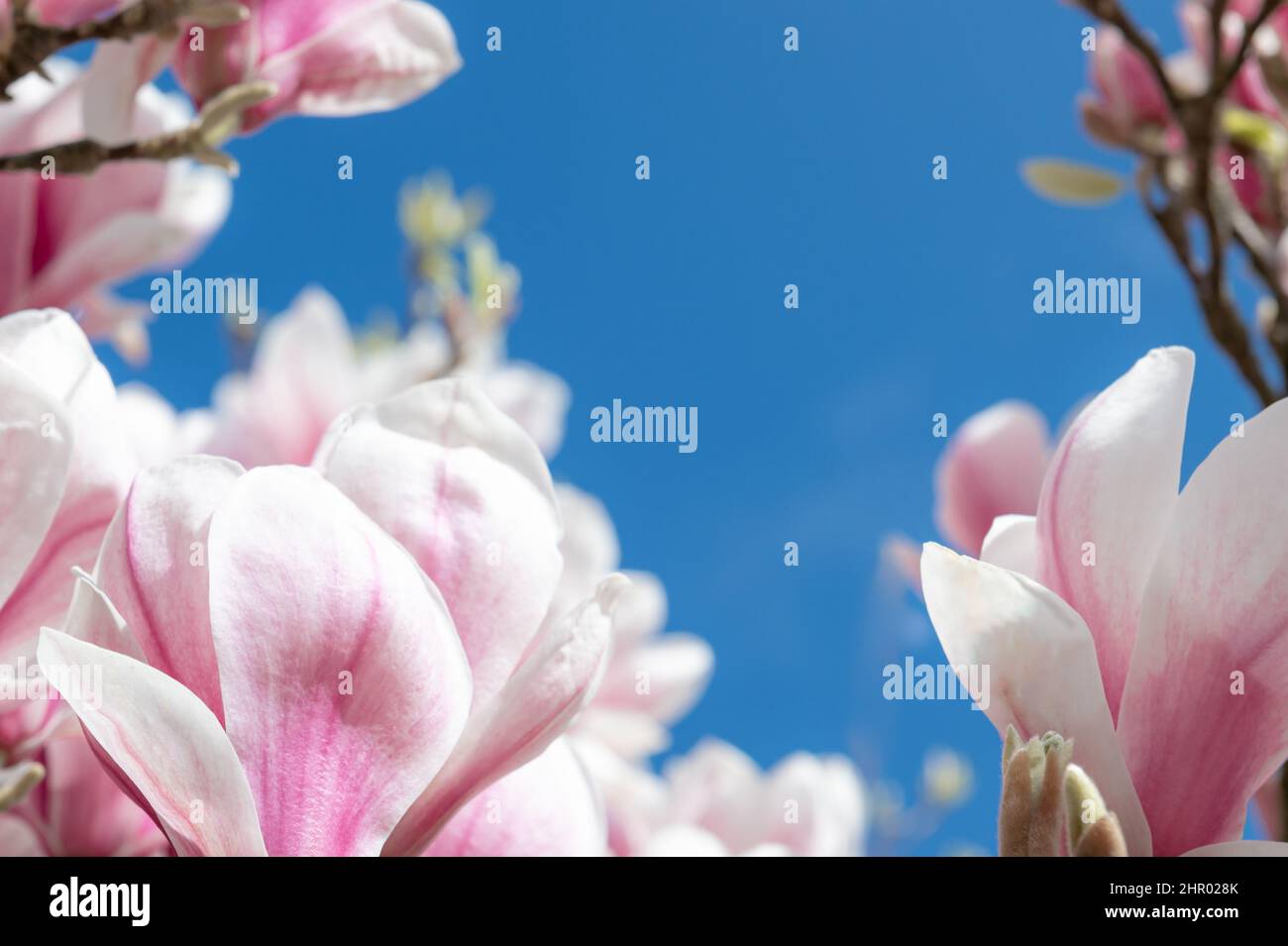 Pink Magnolia Tree with Blooming Flowers during Springtime Stock Photo ...