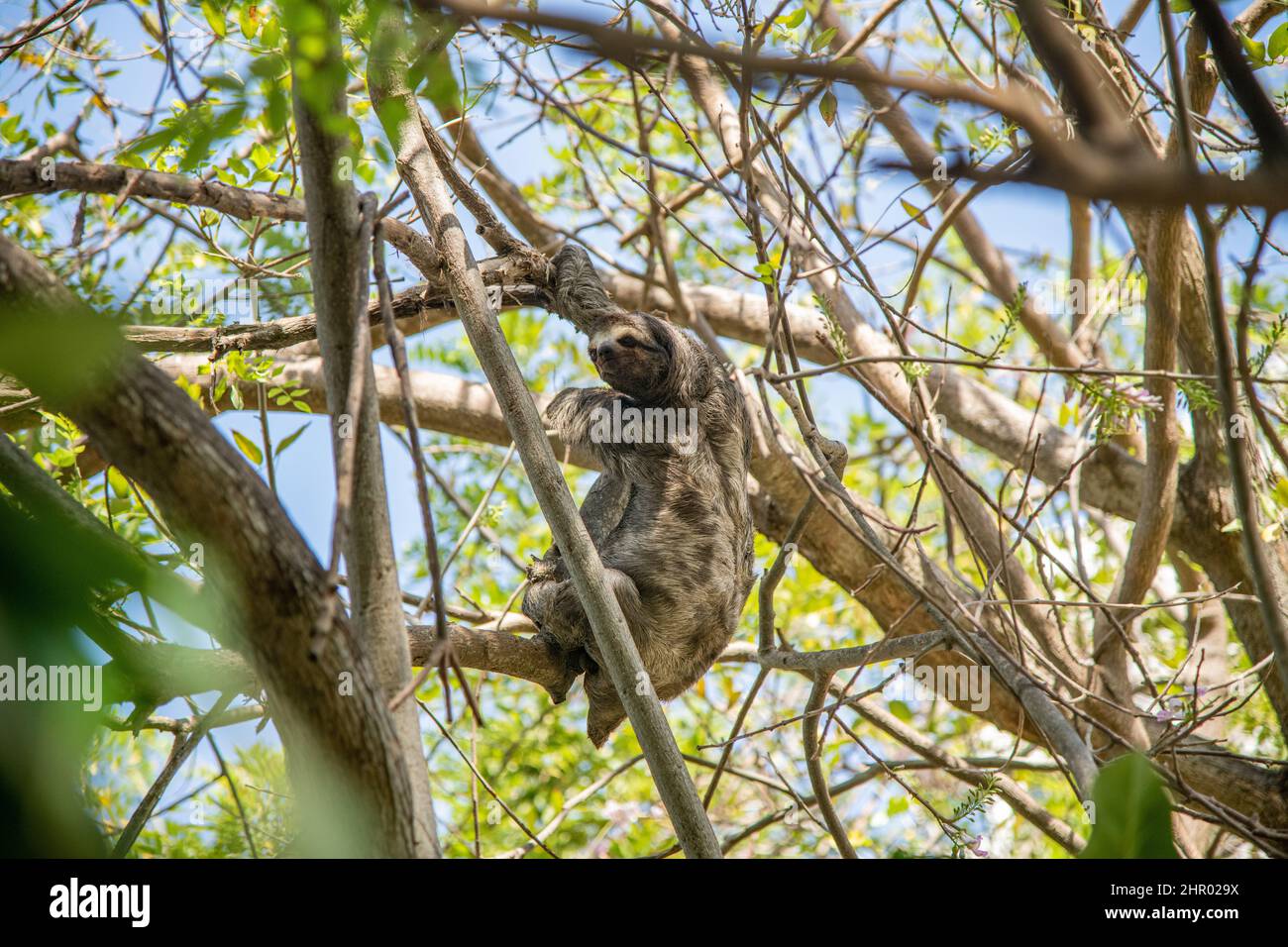 A sloth hanging from a tree in Centenario Park in Cartagena, Colombia ...