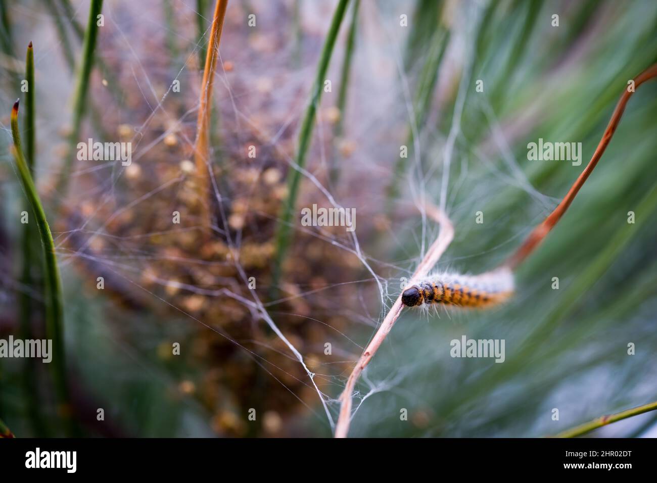 One pine processionary caterpillar in a pine tree Stock Photo - Alamy