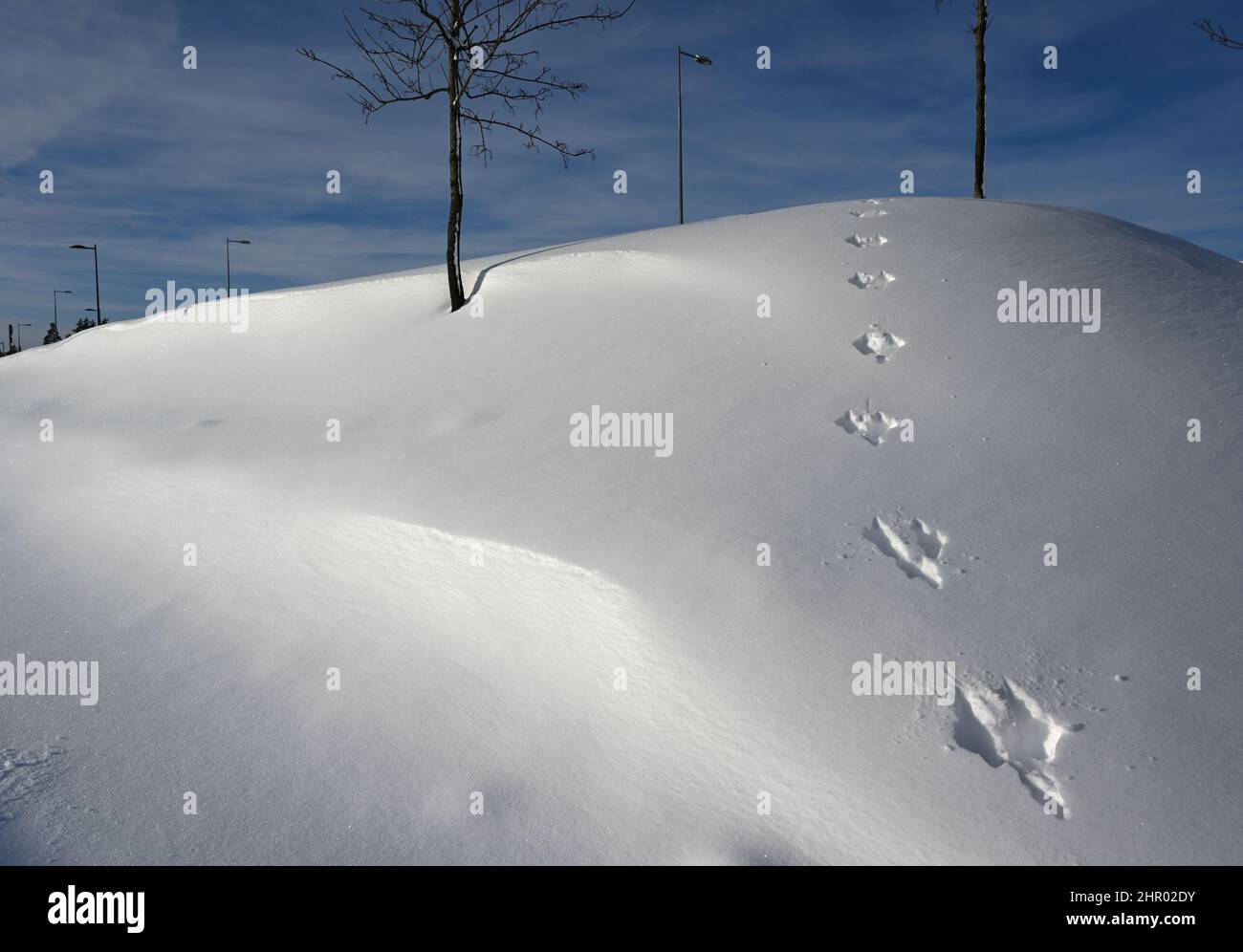 Rabbit footprint hi-res stock photography and images - Alamy