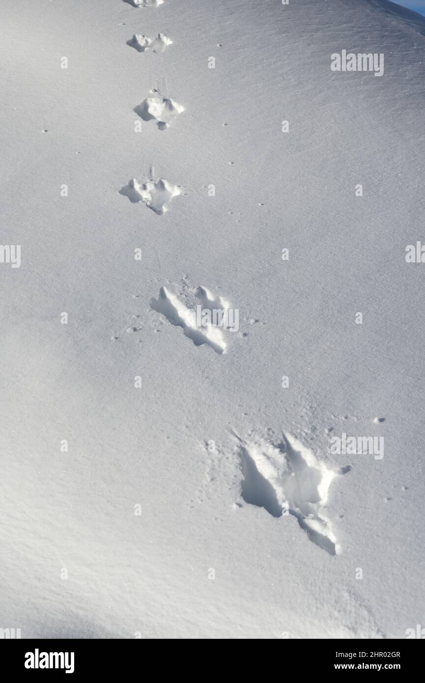 Rabbit footprint hi-res stock photography and images - Alamy