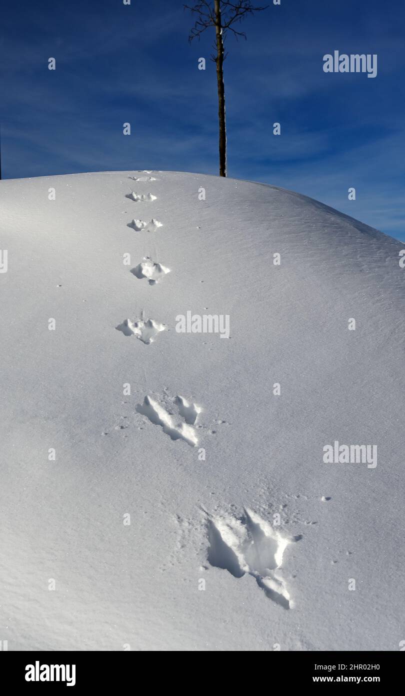Rabbit footprint hi-res stock photography and images - Alamy