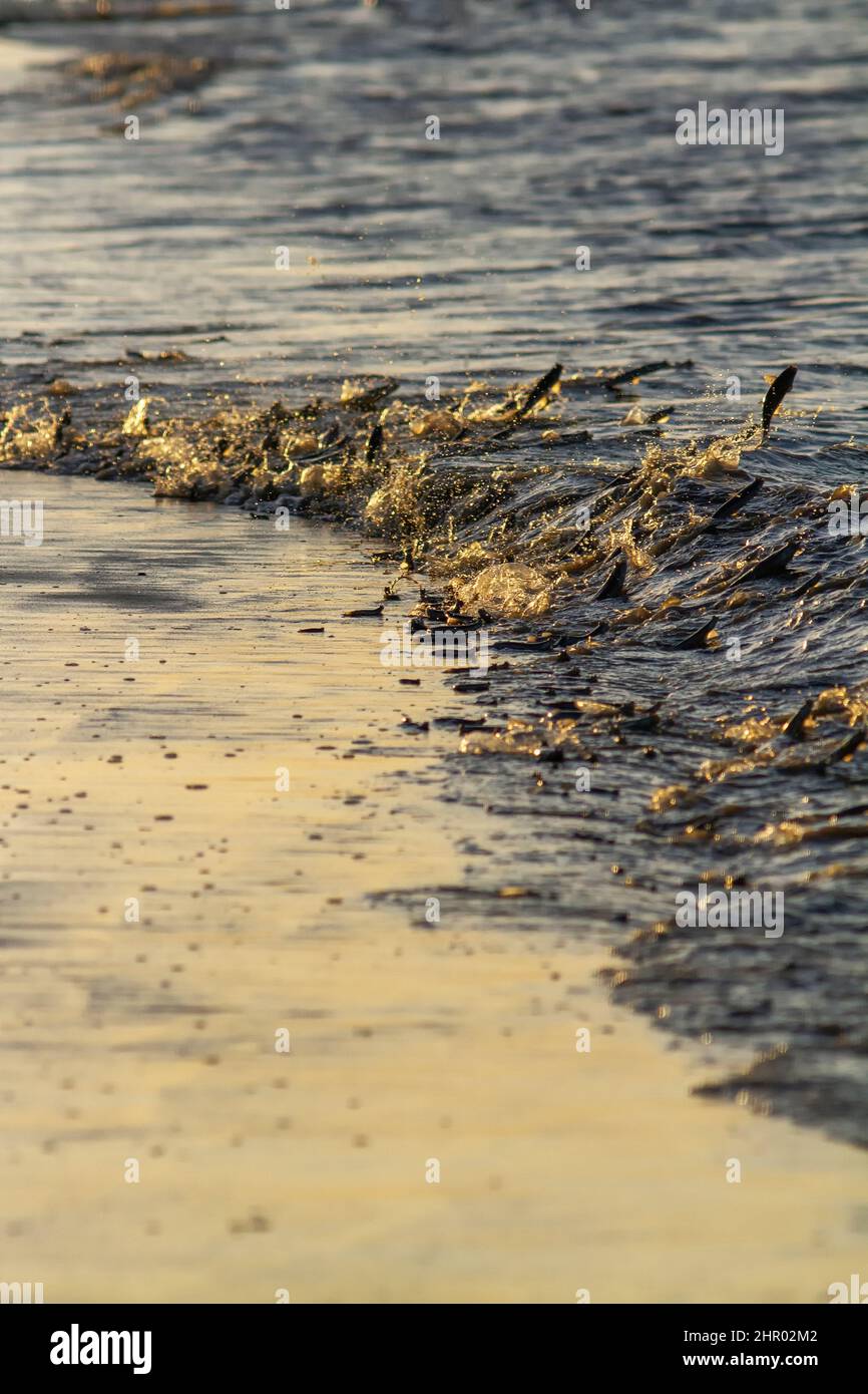 Largescale four-eyed fish(Anableps anableps) jumping in the surf, Awala ...