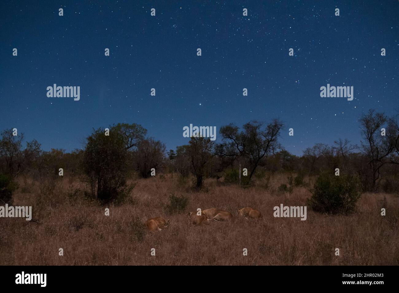 A pride of lions, Panthera leo, resting under a star-filled sky. Mala ...