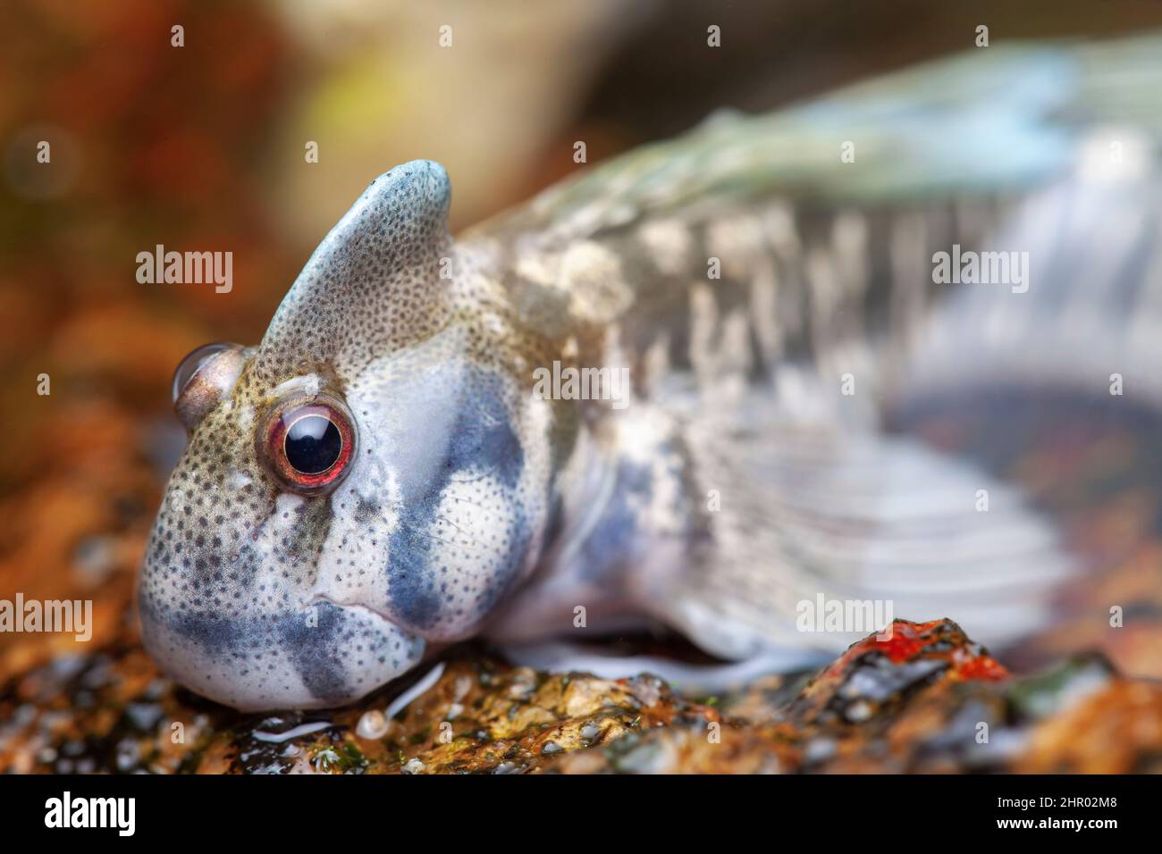 Leaping blenny (Alticus saliens) on rock out of water, South Sri Lanka ...