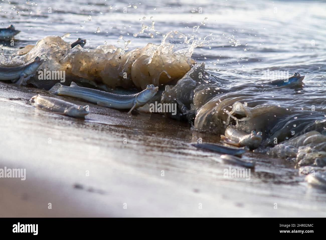 Largescale four-eyed fish(Anableps anableps) in the surf, Awala, French ...