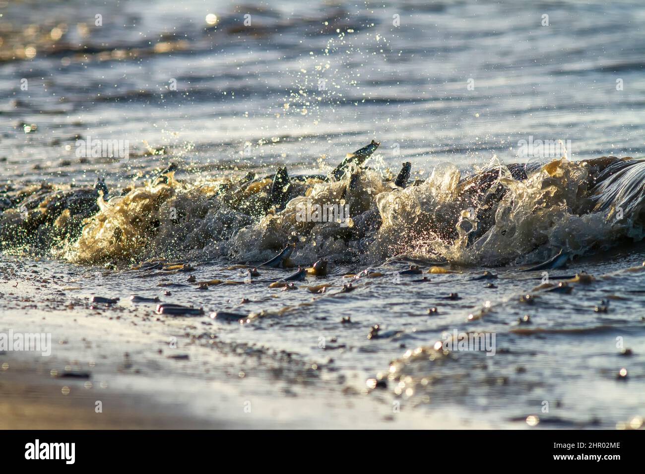 Largescale four-eyed fish(Anableps anableps) jumping in the surf, Awala ...
