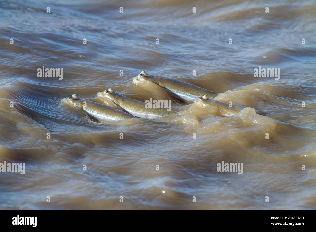 Largescale four-eyed fish(Anableps anableps) swimming on the surface ...